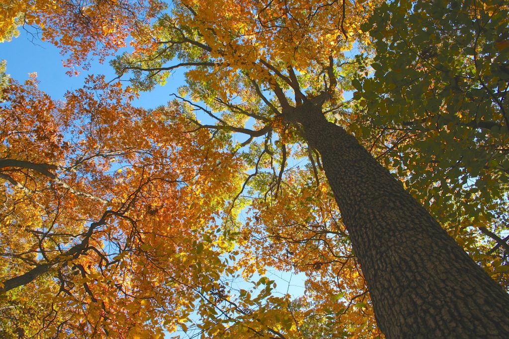 Sharon Hills Nature Preserve - Legacy Land Conservancy | Ann Arbor, MI