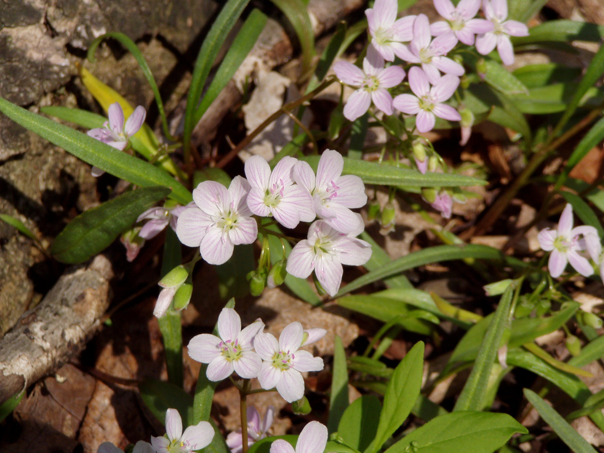 Fleeting Spring Ephemerals - Legacy Land Conservancy | Ann Arbor, MI