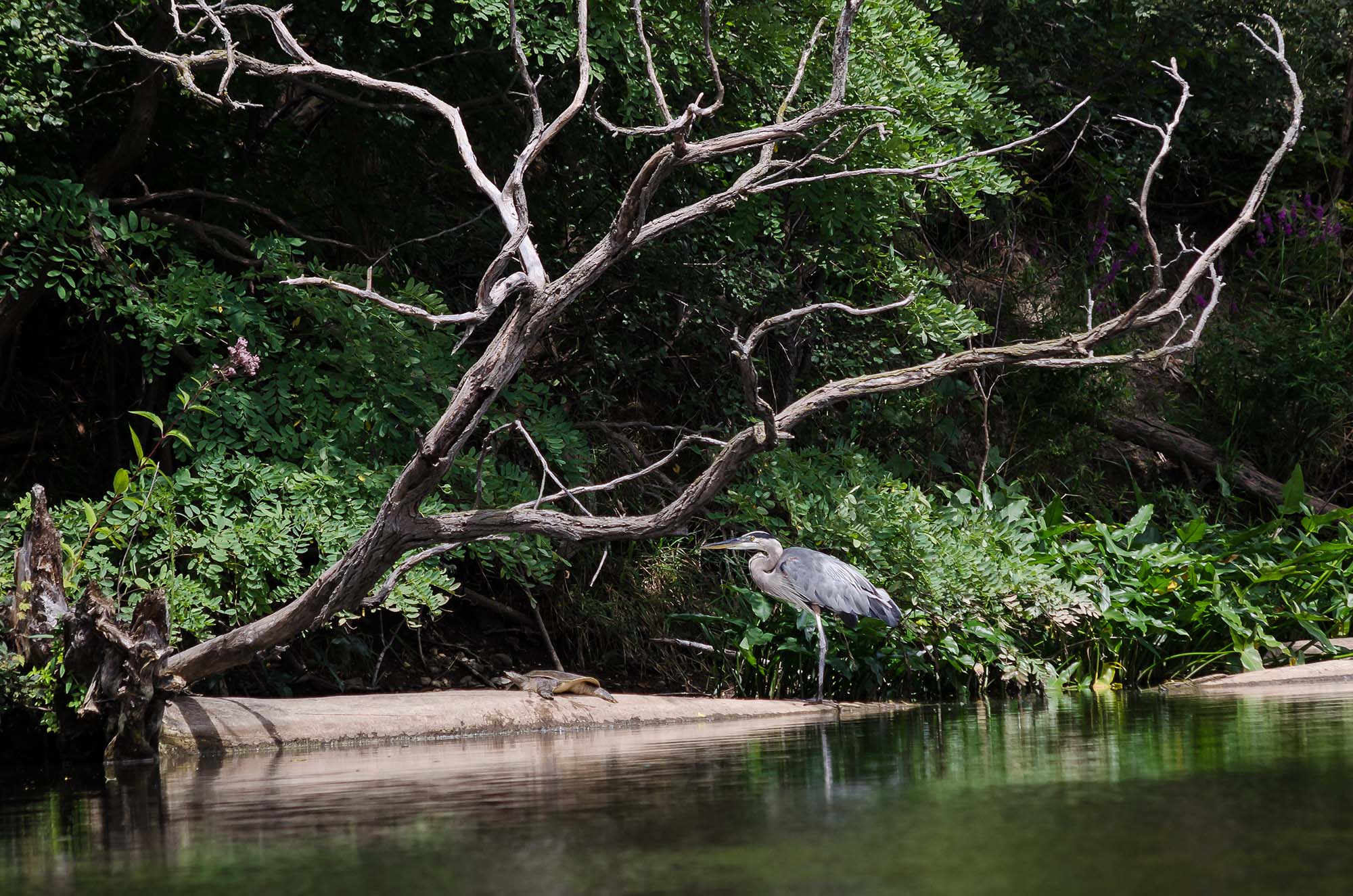 Nearly $2 million destined for care of Huron River watershed - Legacy ...