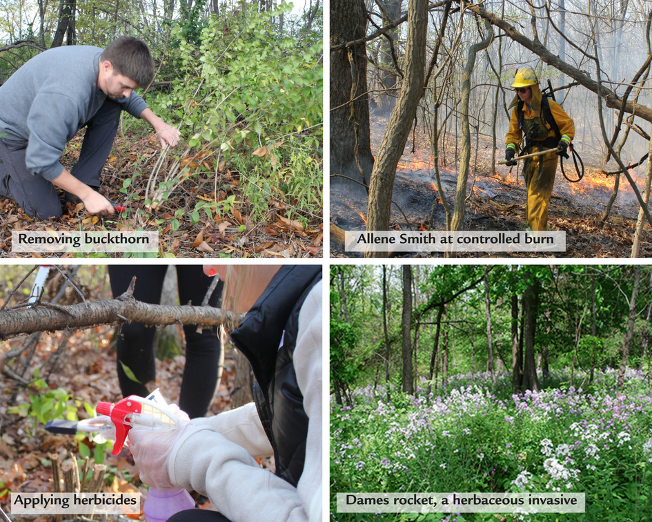 Reframing the war on invasive plants - Legacy Land Conservancy | Ann ...