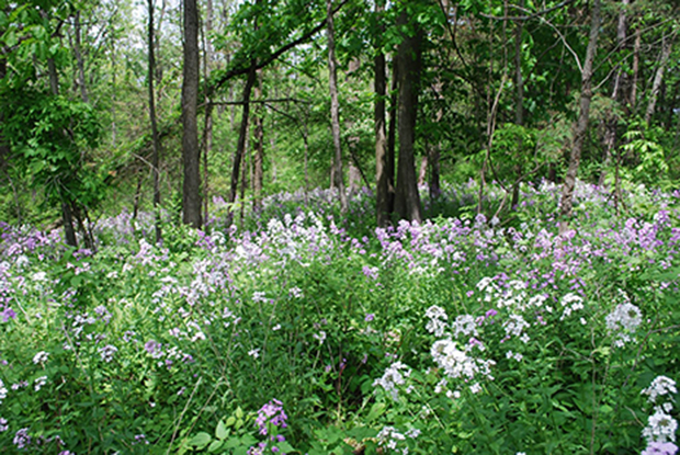 Reframing the war on invasive plants - Legacy Land Conservancy | Ann ...