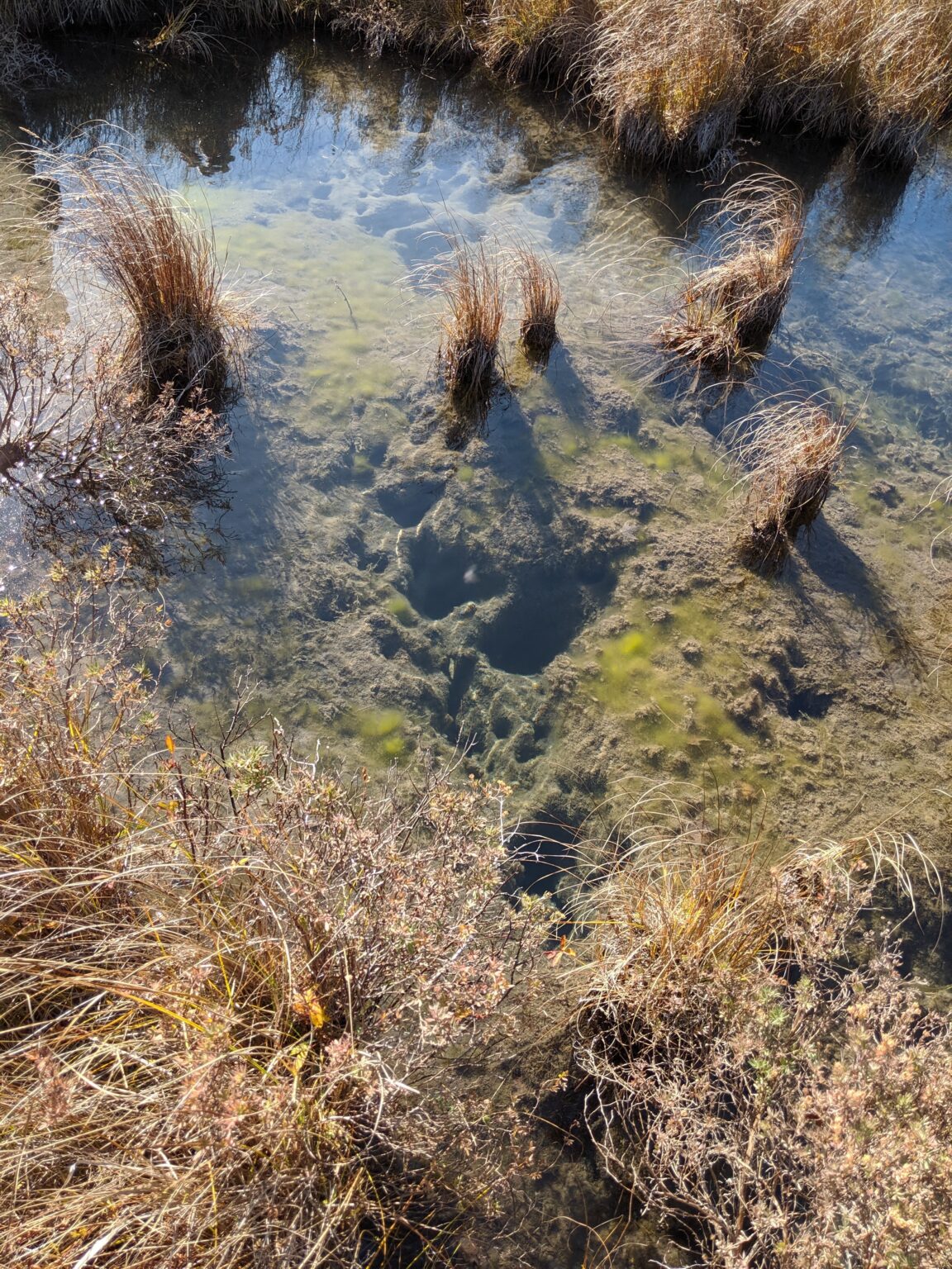 Rare prairie fen ecosystem conserved, Protects multiple threatened ...