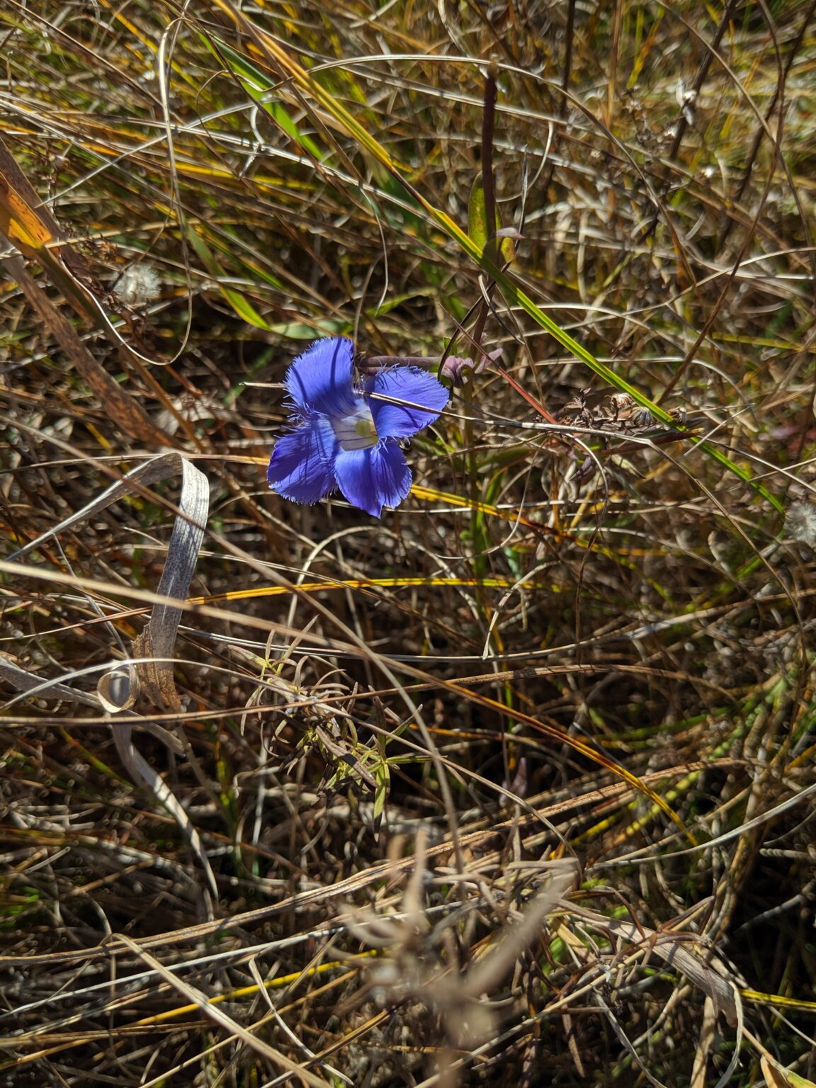 Rare prairie fen ecosystem conserved, Protects multiple threatened ...