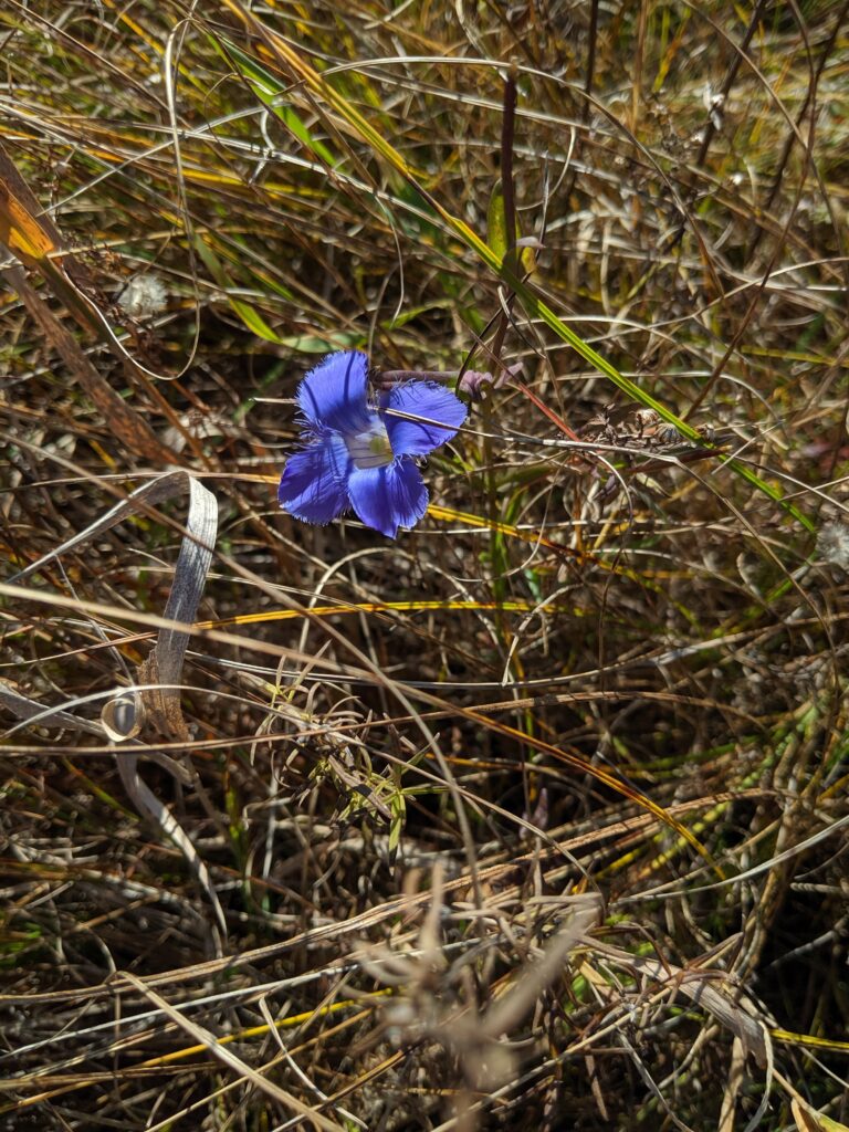 Rare prairie fen ecosystem conserved, Protects multiple threatened ...