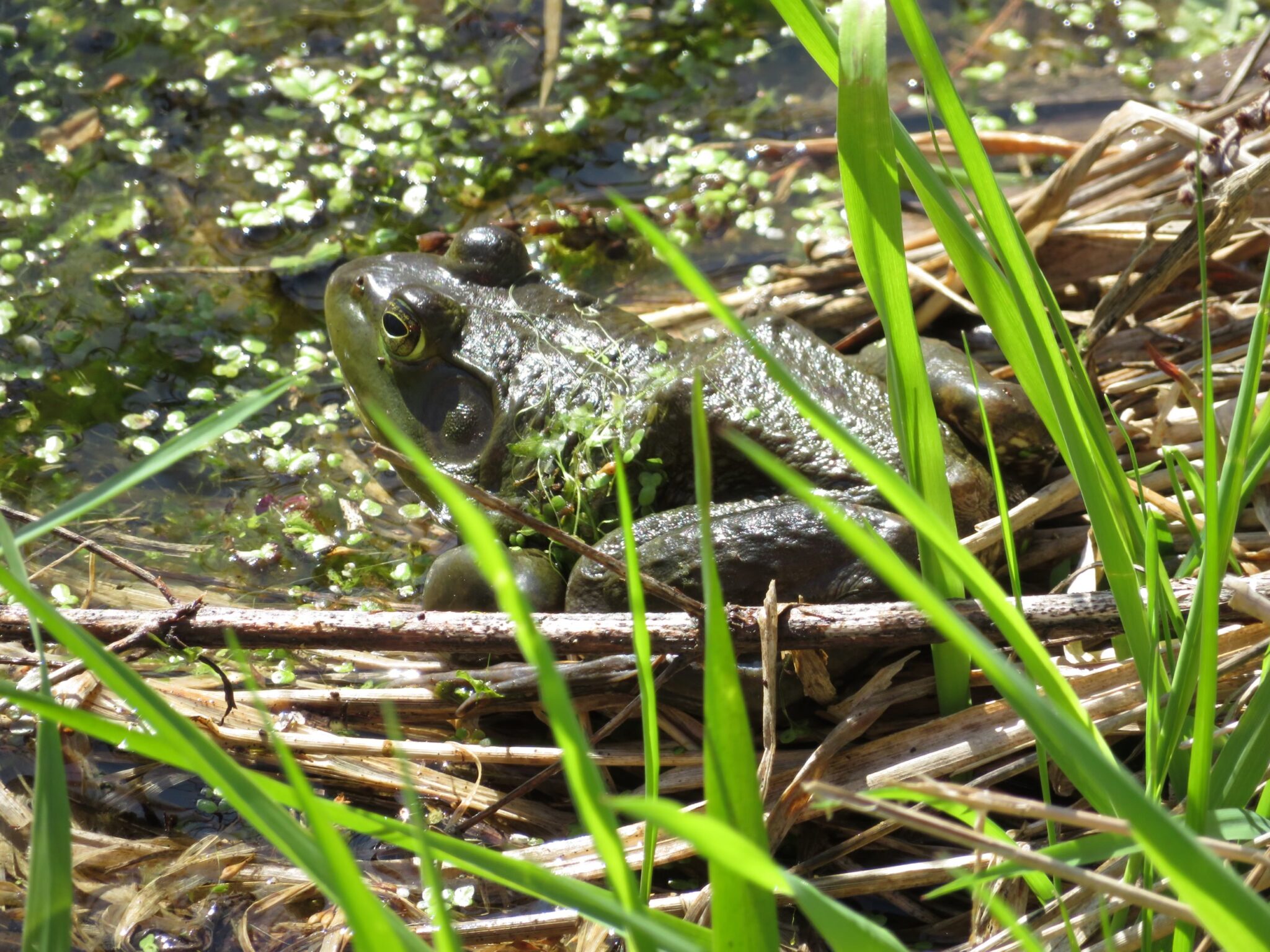 Rare prairie fen ecosystem conserved, Protects multiple threatened ...