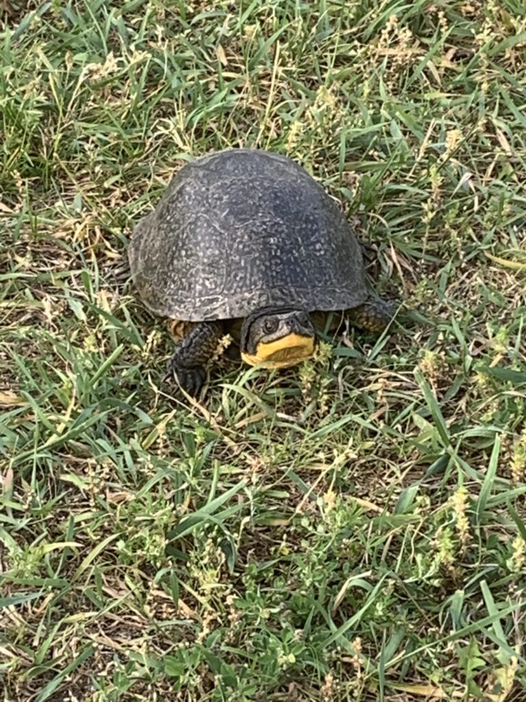 Rare prairie fen ecosystem conserved, Protects multiple threatened ...