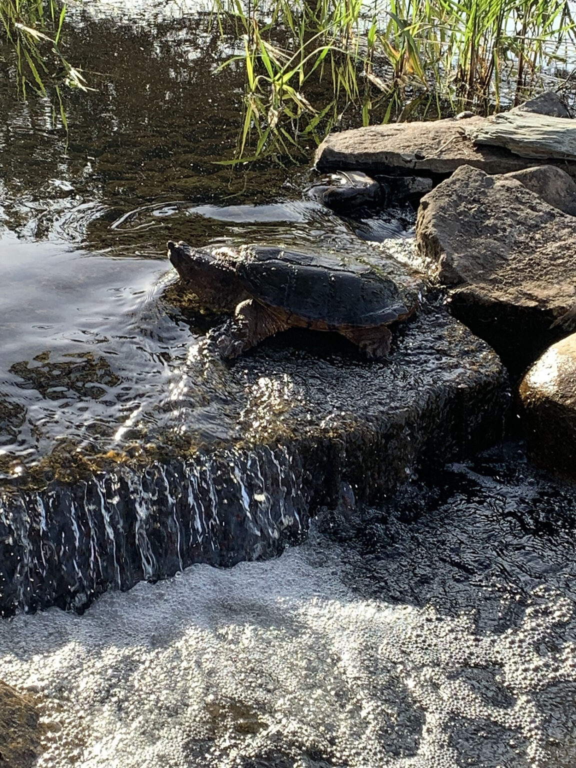 Rare prairie fen ecosystem conserved, Protects multiple threatened ...