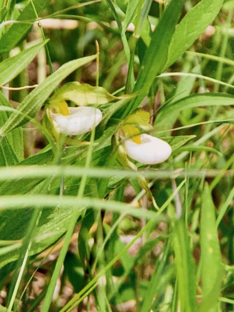 Rare prairie fen ecosystem conserved, Protects multiple threatened ...