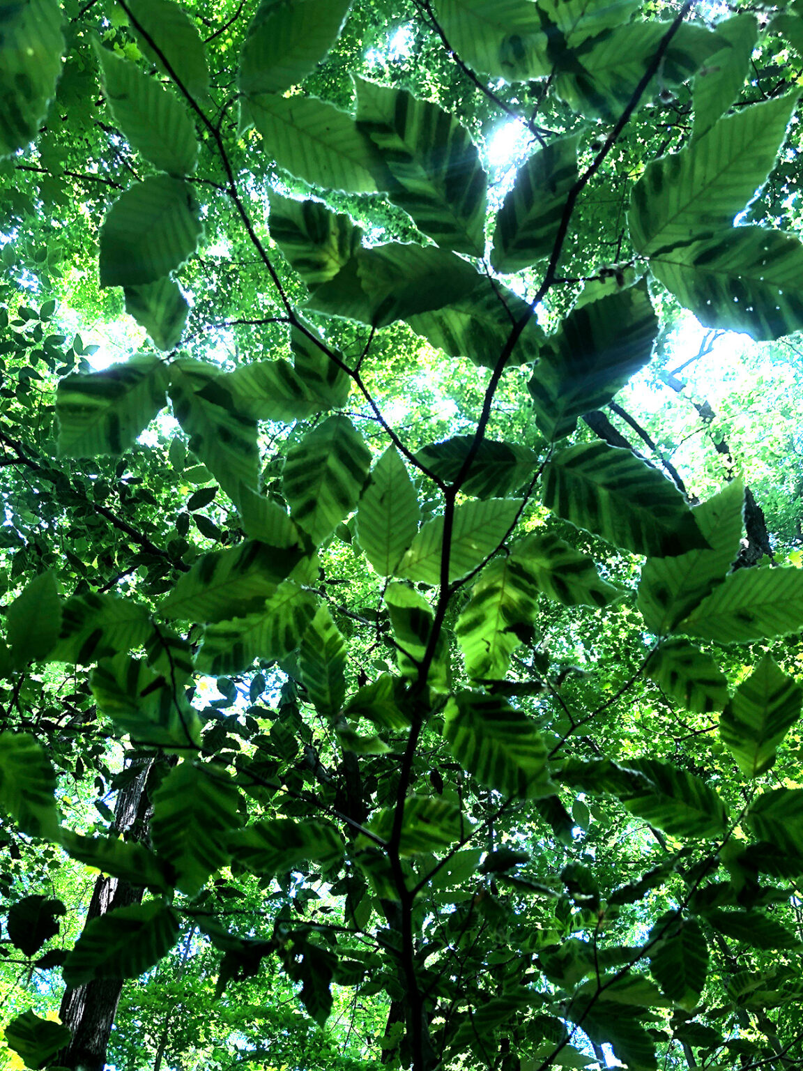 Beech Leaf Disease identified and confirmed at Legacy’s Creekshead ...